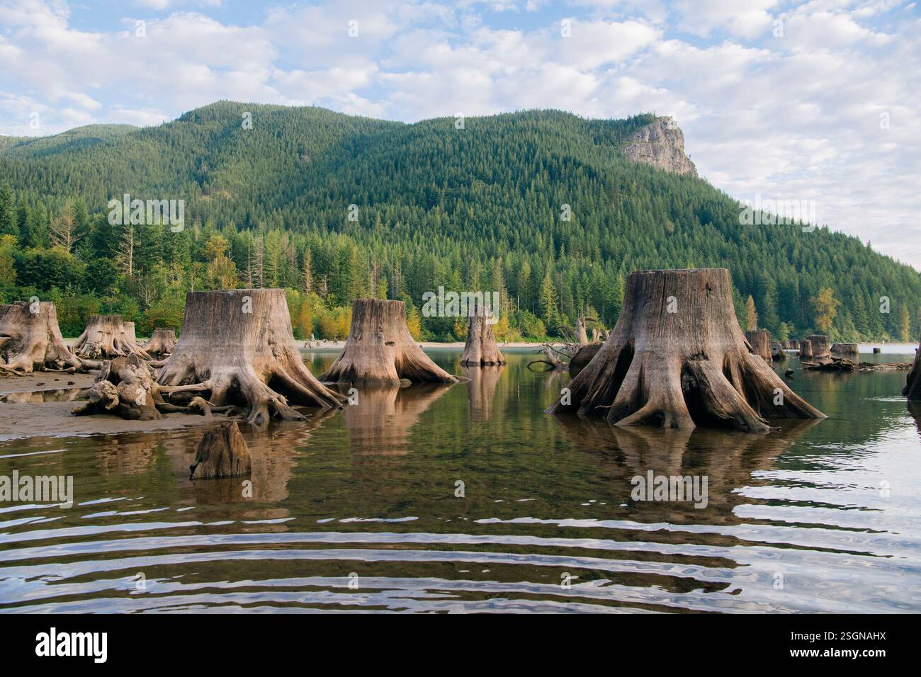 Tree stumps in a serene lake surrounded by lush green mountains under a ...
