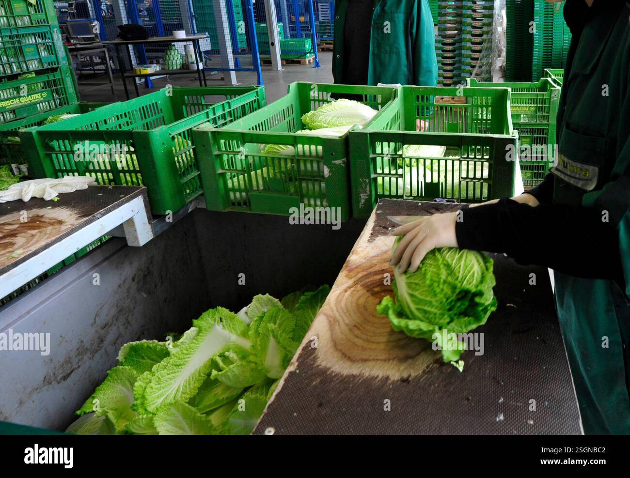 Preparing chinese cabbage for transportation, logistics in vegetable growing and farming ...