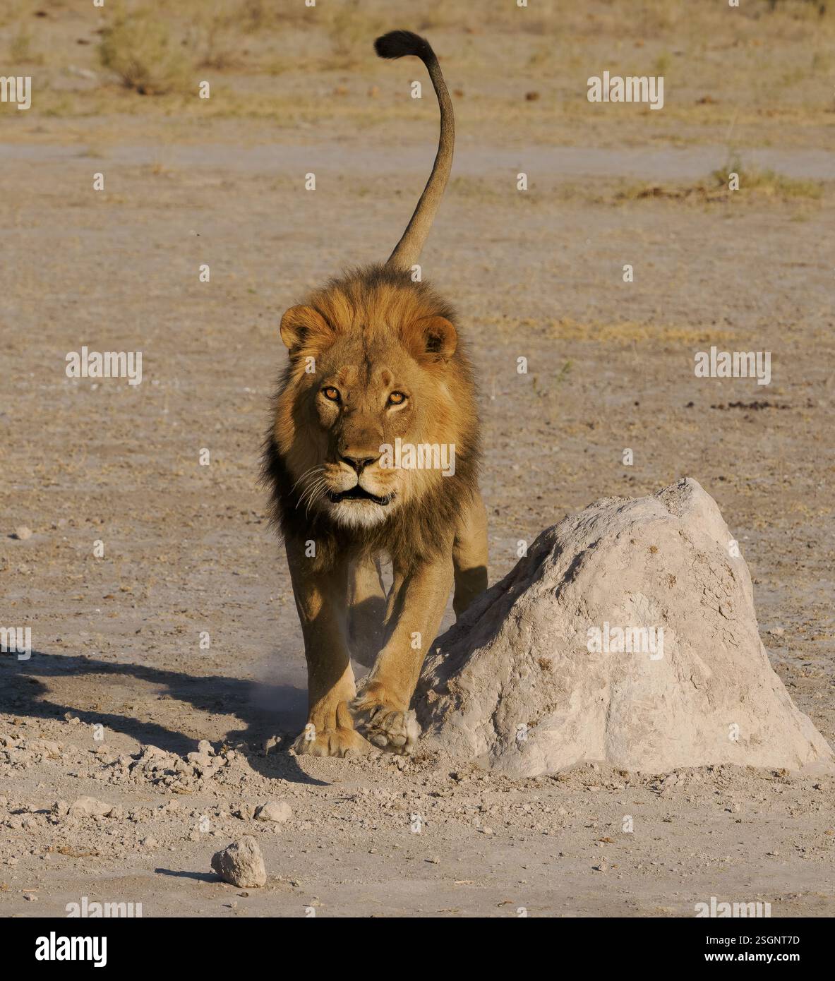 Lion (Panthera leo) approaching camera Stock Photo - Alamy