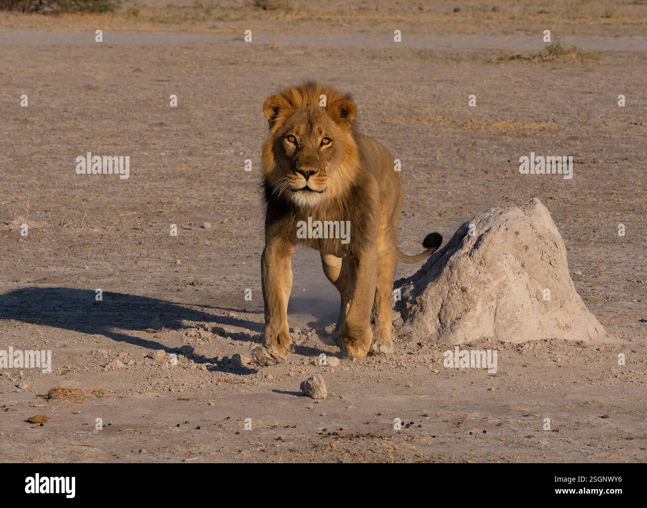 African Lion (Panthera leo) taking an aggressive posture towards the ...
