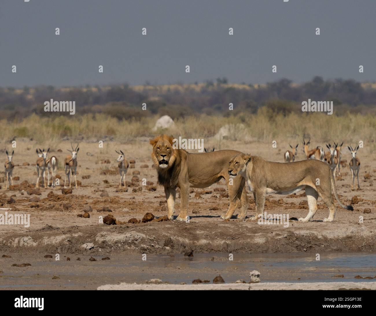 African Lion (Panthera leo) pair at a waterhole with springbok ...