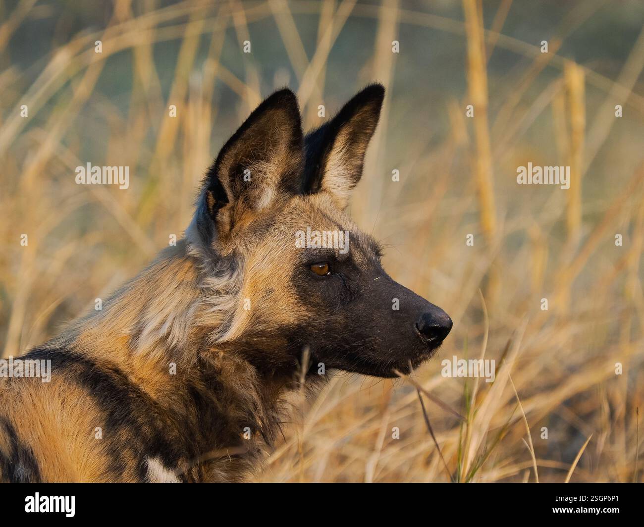 African wild dog lycaon pictus hi-res stock photography and images - Alamy