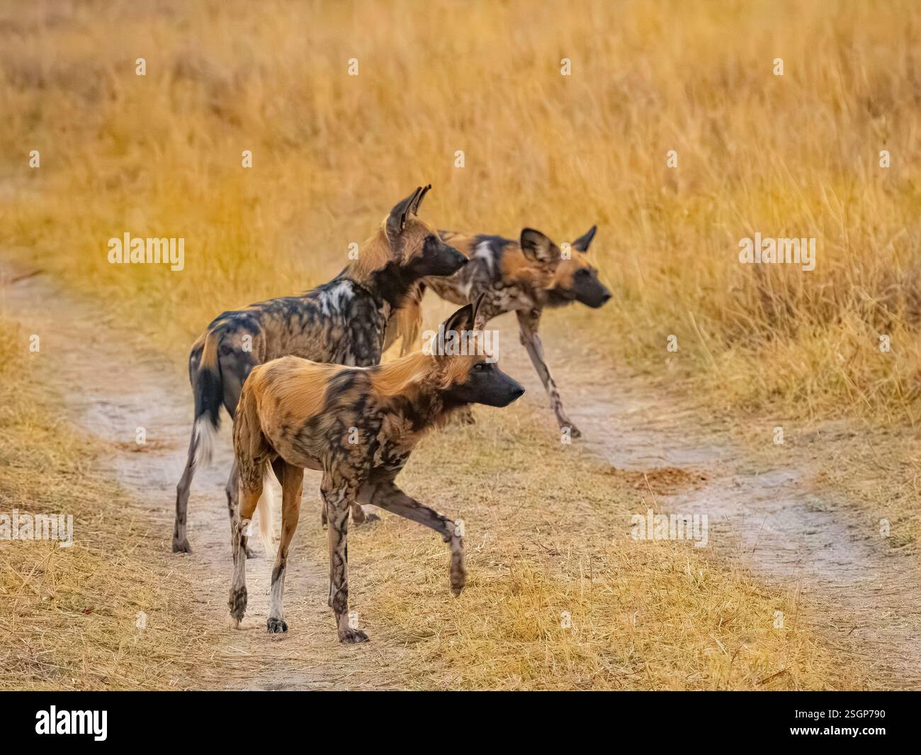 African Wild Dog (Lycaon pictus) pack on the hunt Stock Photo - Alamy