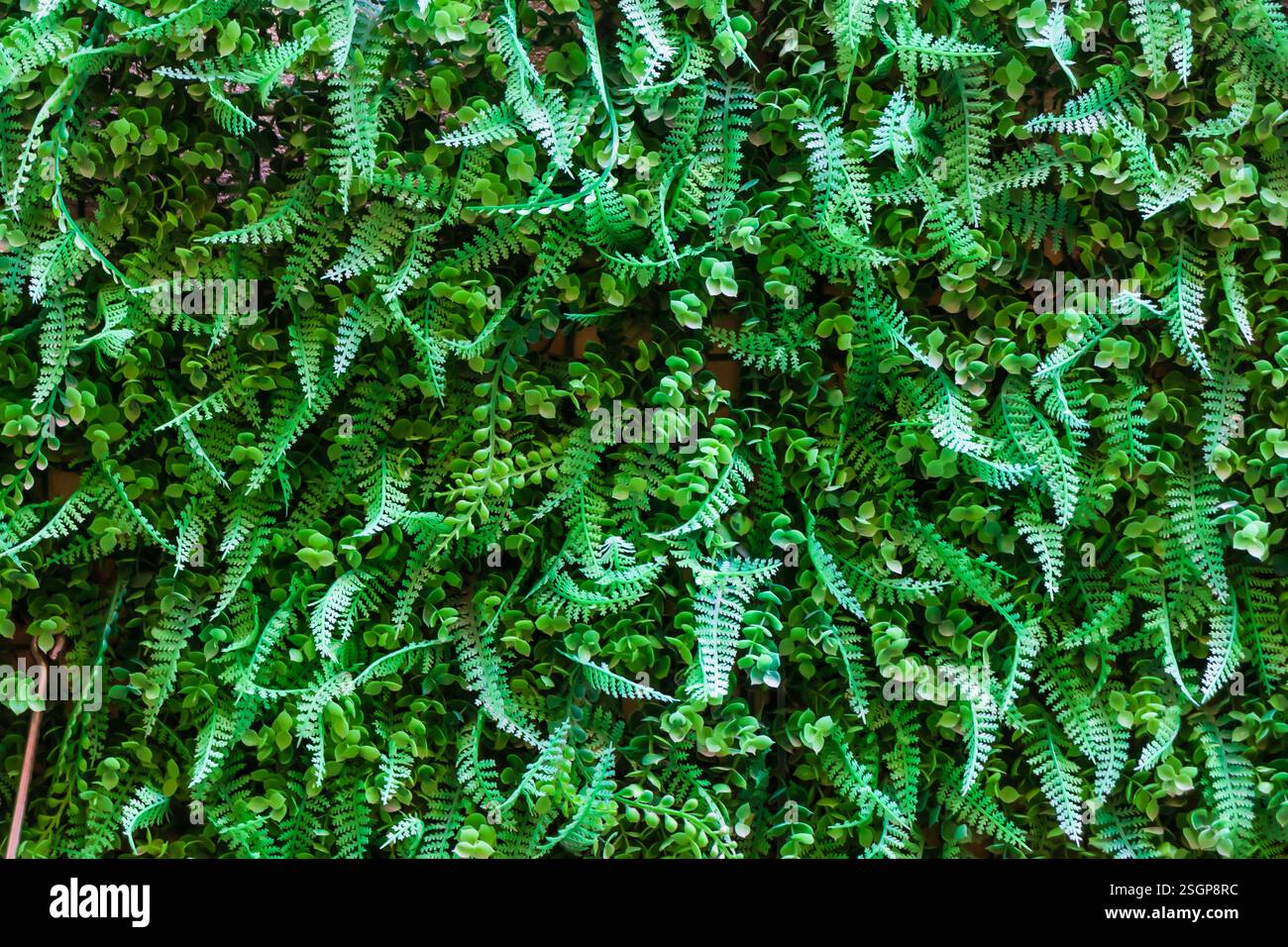 Lush Green Fern and Miniature Leaf Plant Wall Background Stock Photo ...