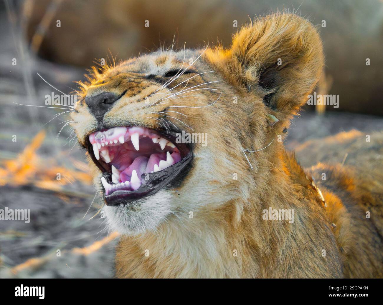 African Lion (Panthera leo) cub baring teeth Stock Photo - Alamy