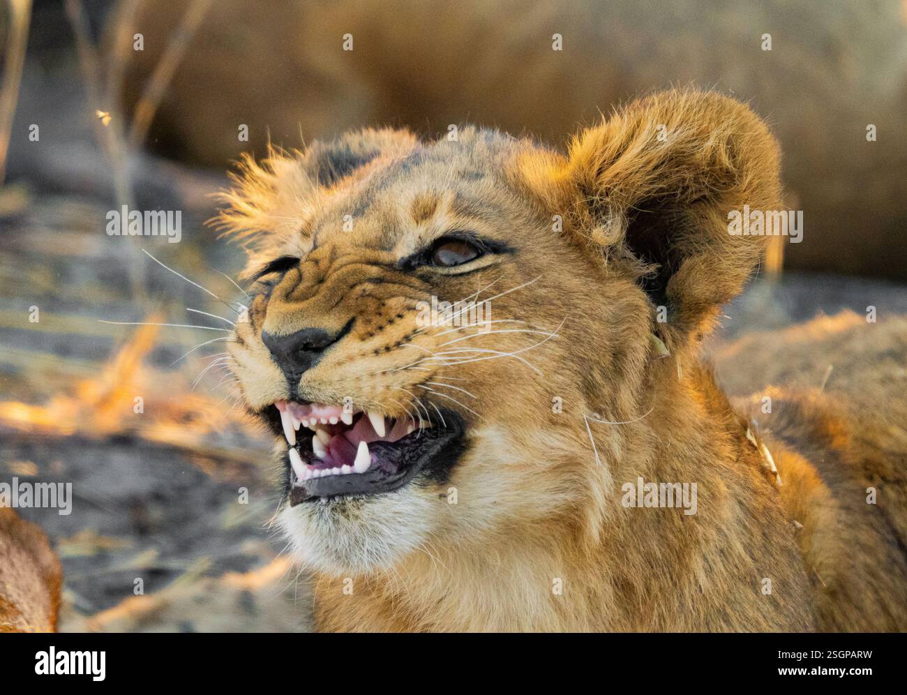 African Lion (Panthera leo) cub baring teeth Stock Photo - Alamy