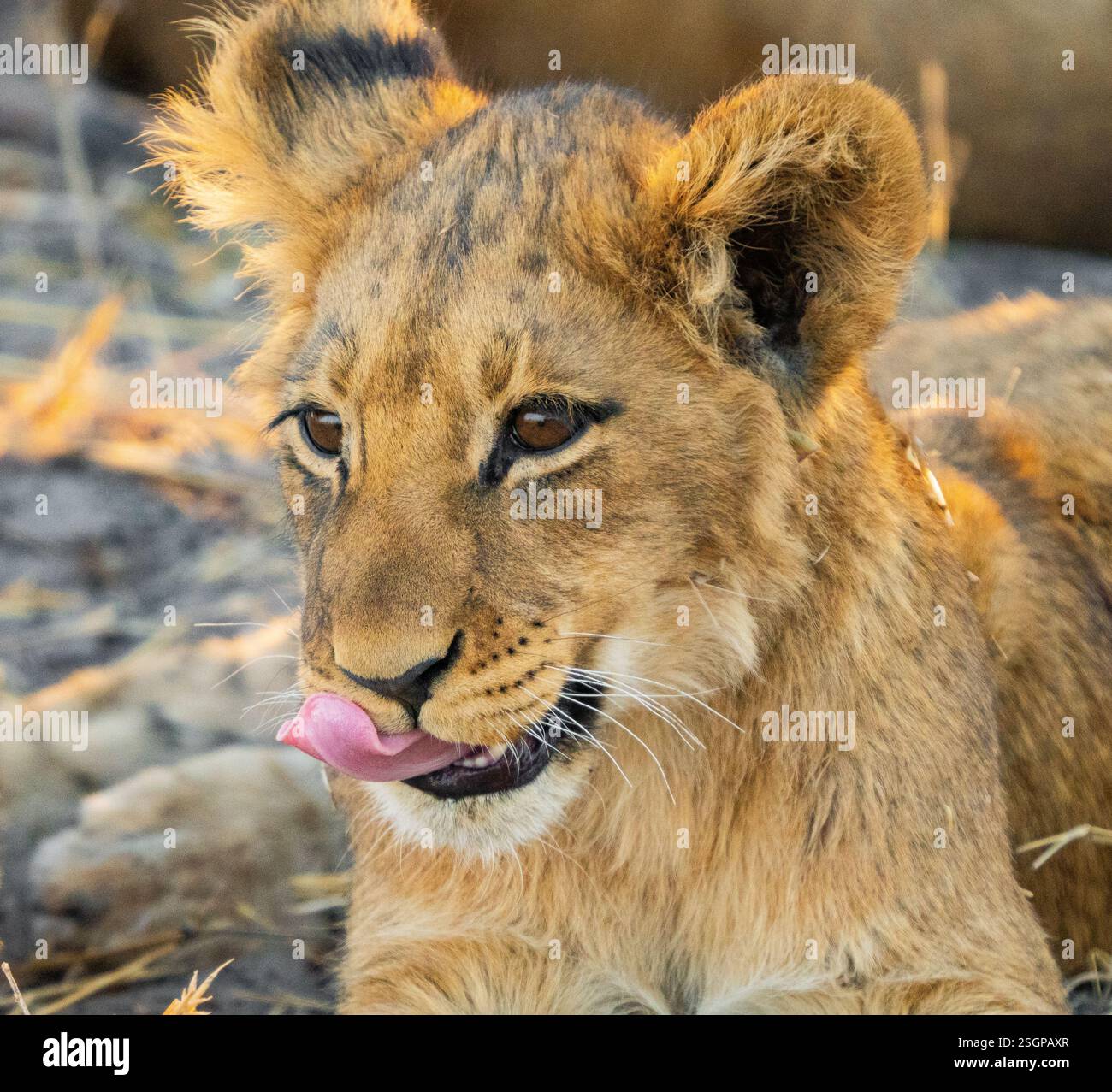 African Lion (Panthera leo) cub Stock Photo - Alamy