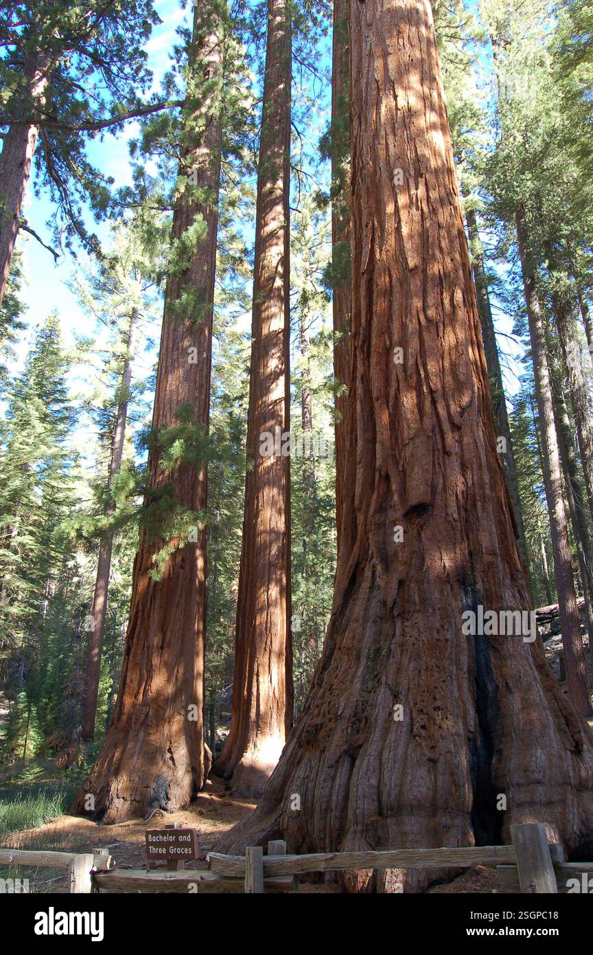 Majestic giant sequoia trees in Mariposa Grove, Yosemite National Park ...