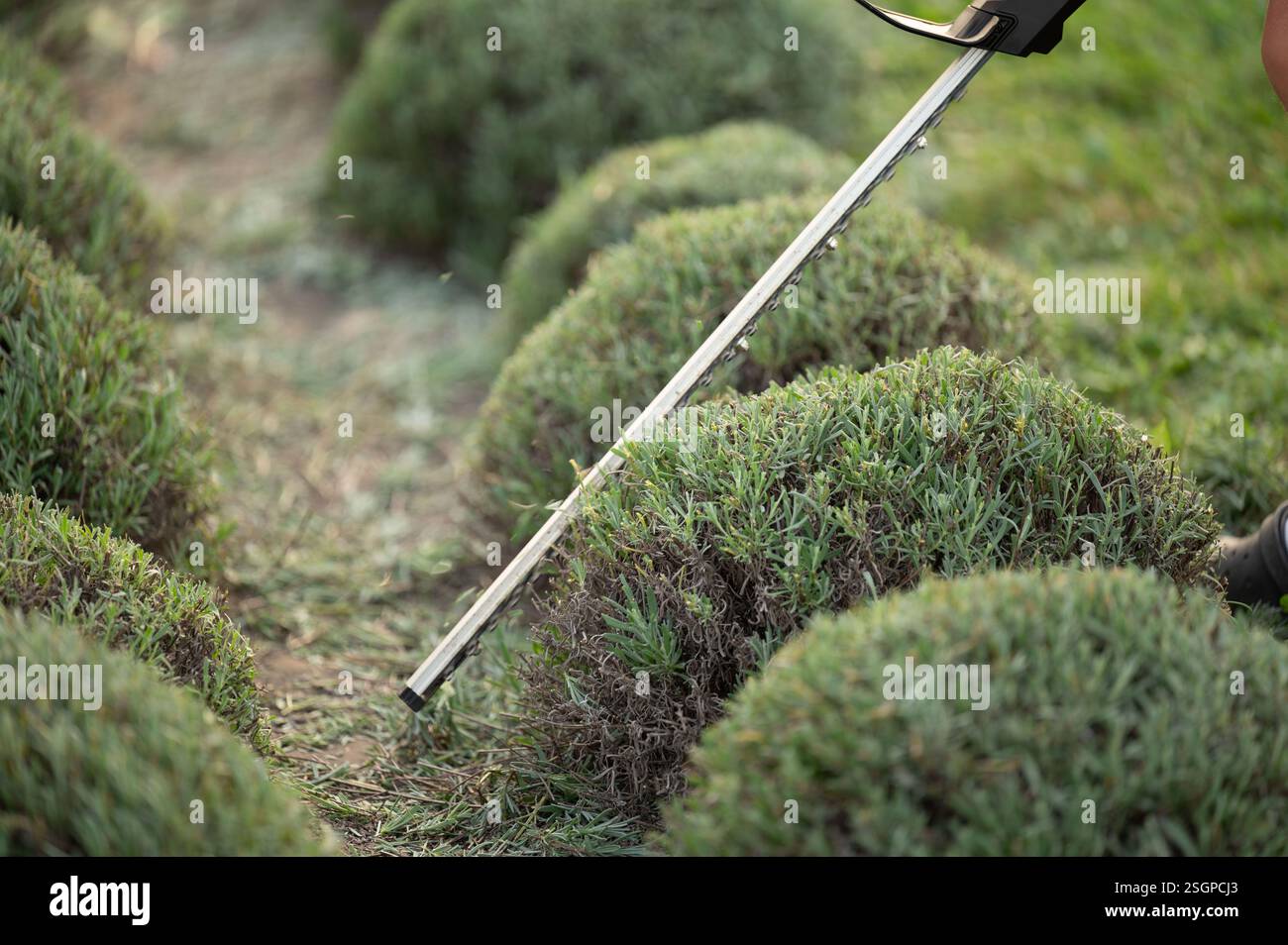 In a garden setting, an individual is shaping round bushes using an ...