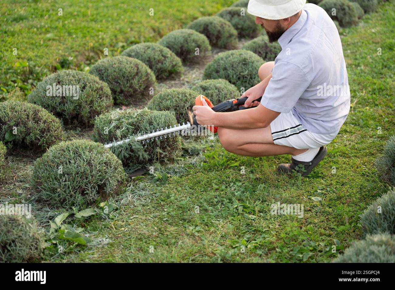 The image shows a person using hedge clippers to trim round bushes in a ...