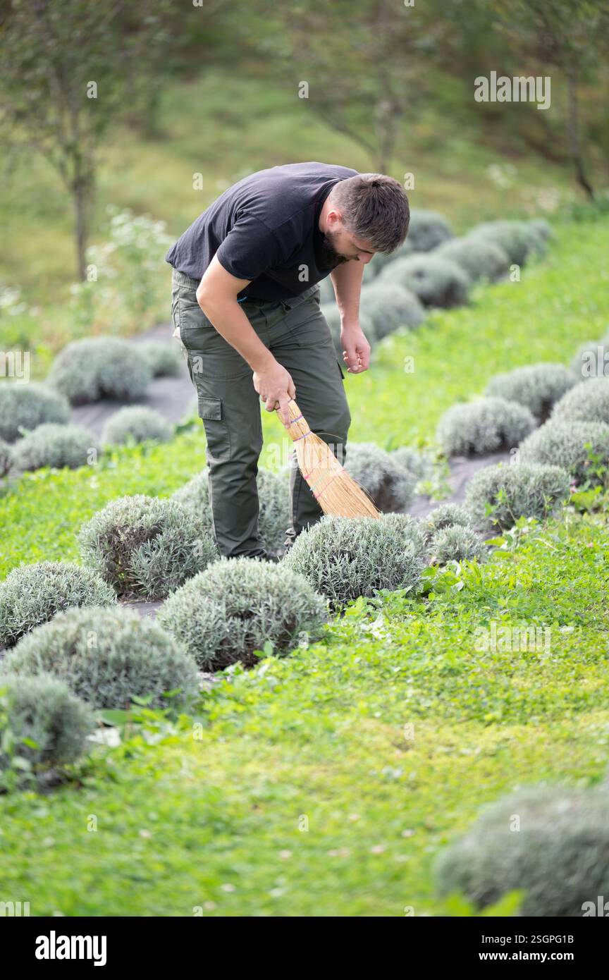 A gardener diligently sweeps between rows of lavender bushes, tidying ...