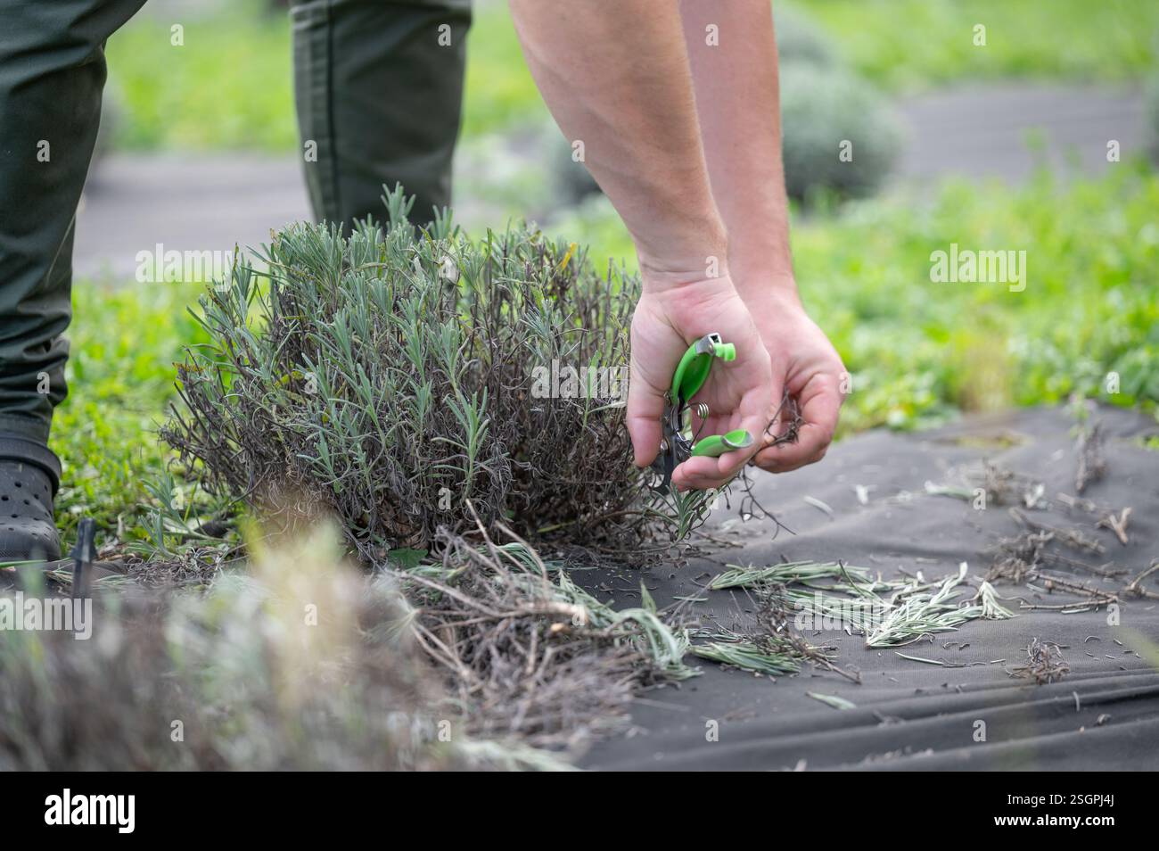 An individual is shown carefully pruning a lavender bush using garden ...