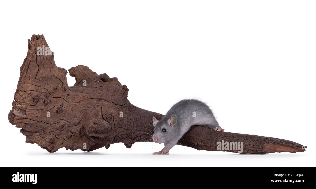 Cute little grey rat, stepping of brown piece of driftwood. Isolated on ...