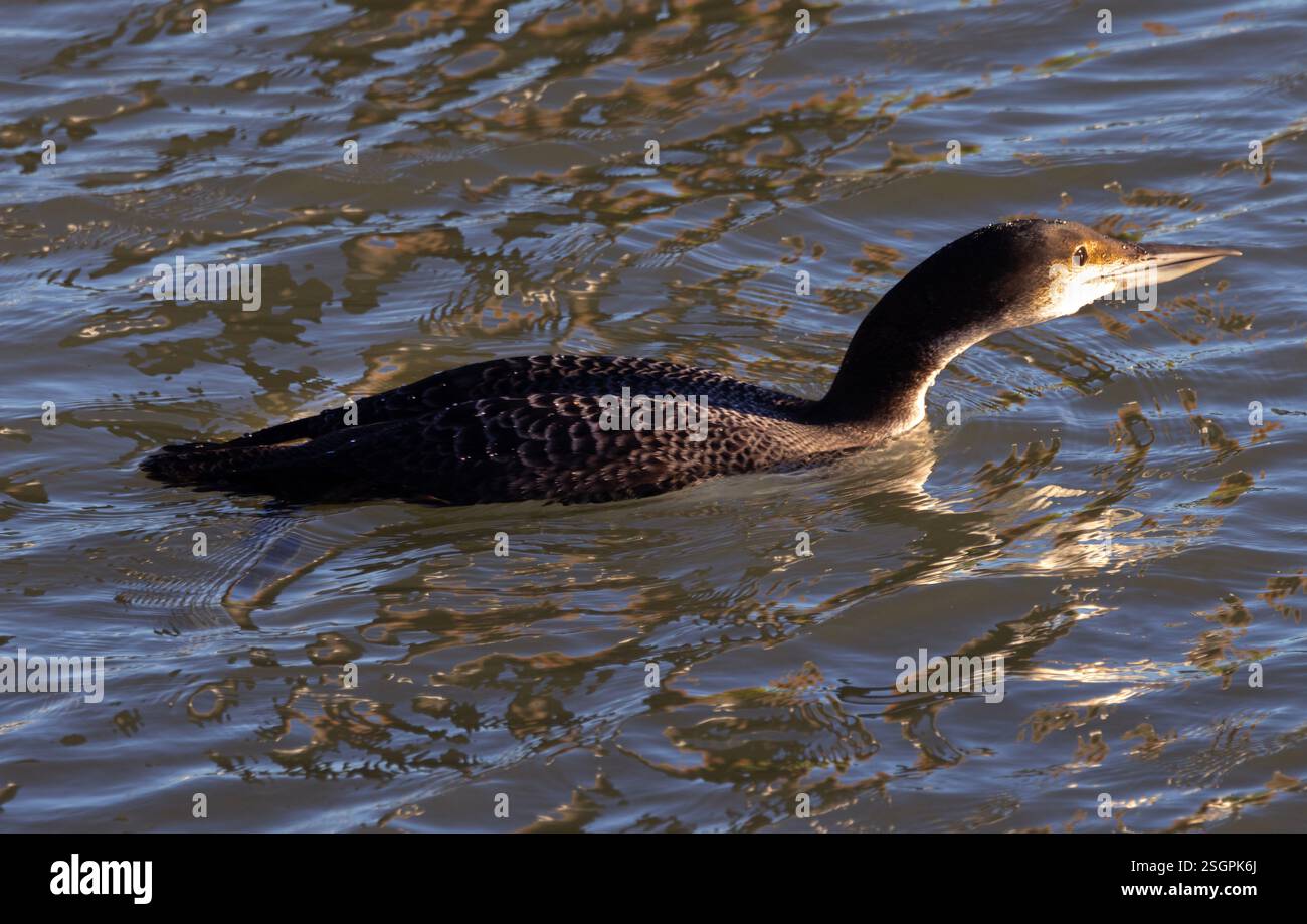 The Great Northern Diver migrates to UK waters from the far North. They ...