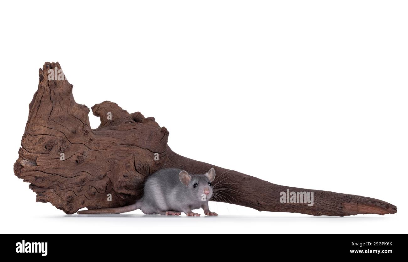 Cute little grey rat, standing in front of brown piece of driftwood ...