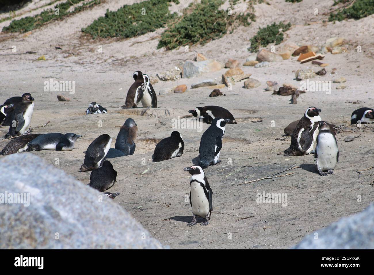 penguins on the sand they drying in the sun, south Africa Stock Photo ...
