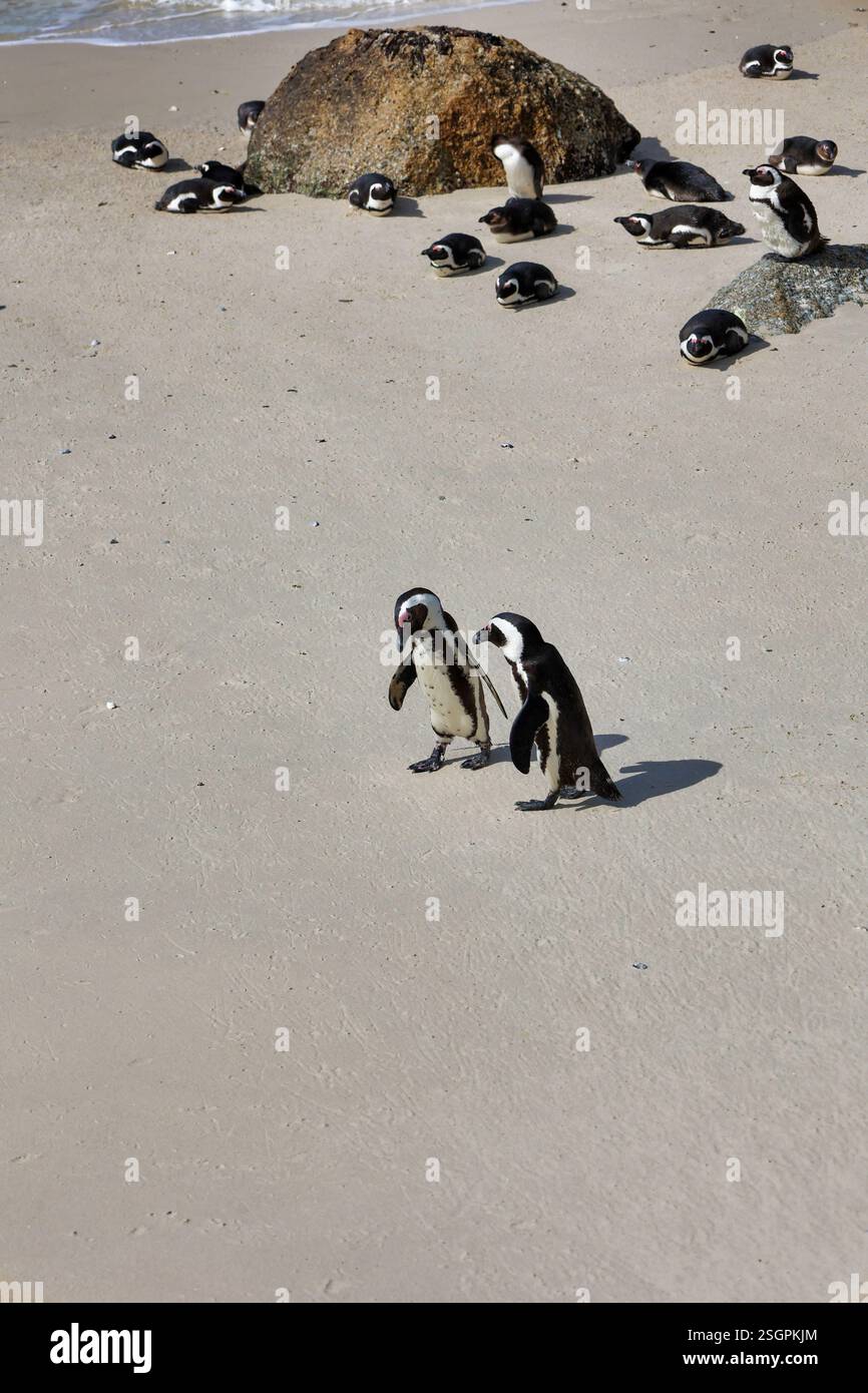 two penguins walking on the sand at boulders beach, South africa Stock ...