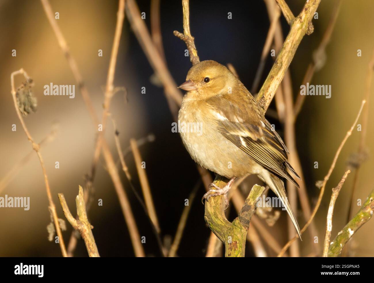 Female chaffinch bird perched on the branch of a tree in the sunshine ...