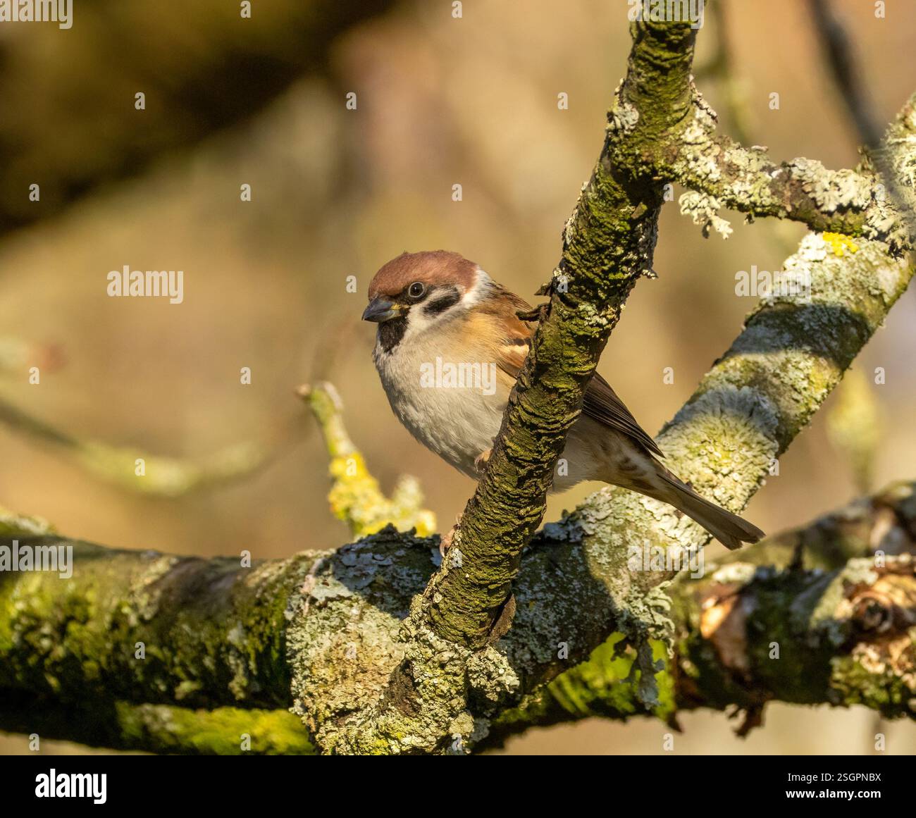 Tree sparrow perched on the branch of a tree in the sunshine Stock ...