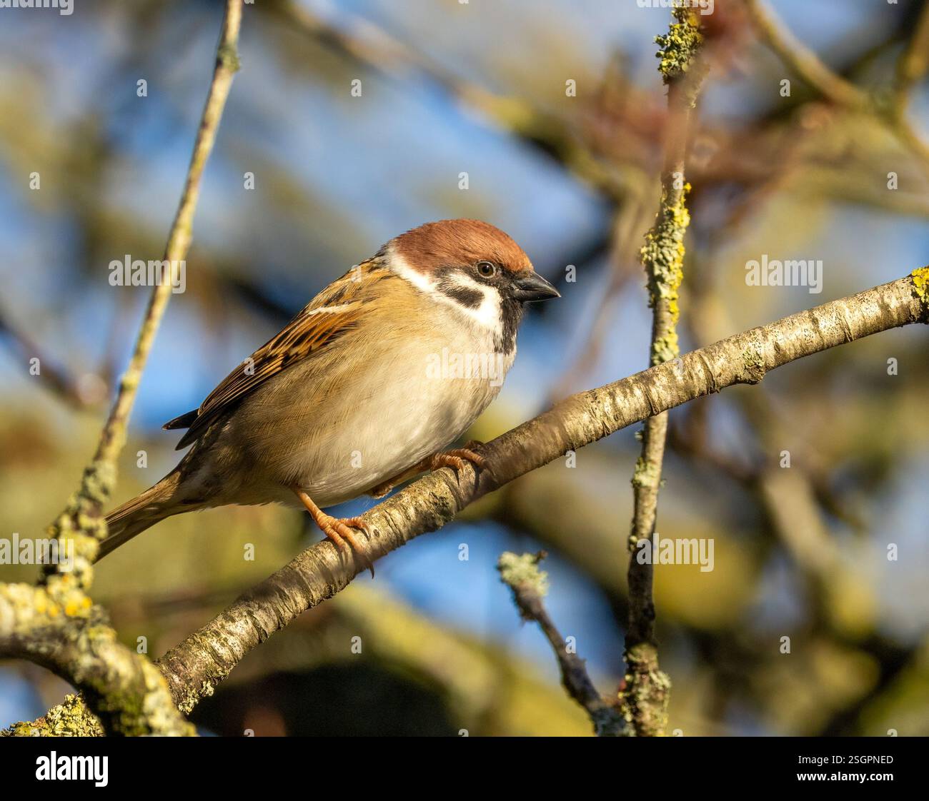 Tree sparrow perched on the branch of a tree in the sunshine Stock ...