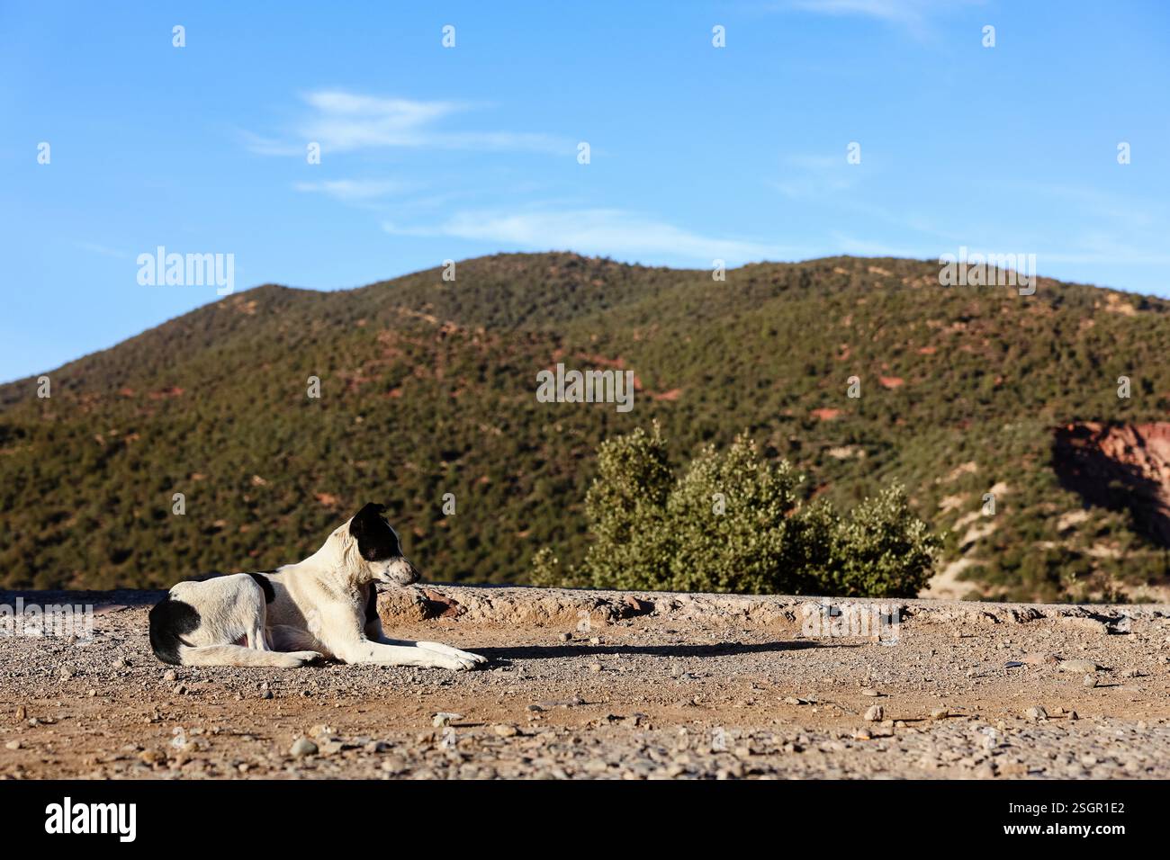 Travel in Morocco, Dog on side of the road, exploring landscapes in ...
