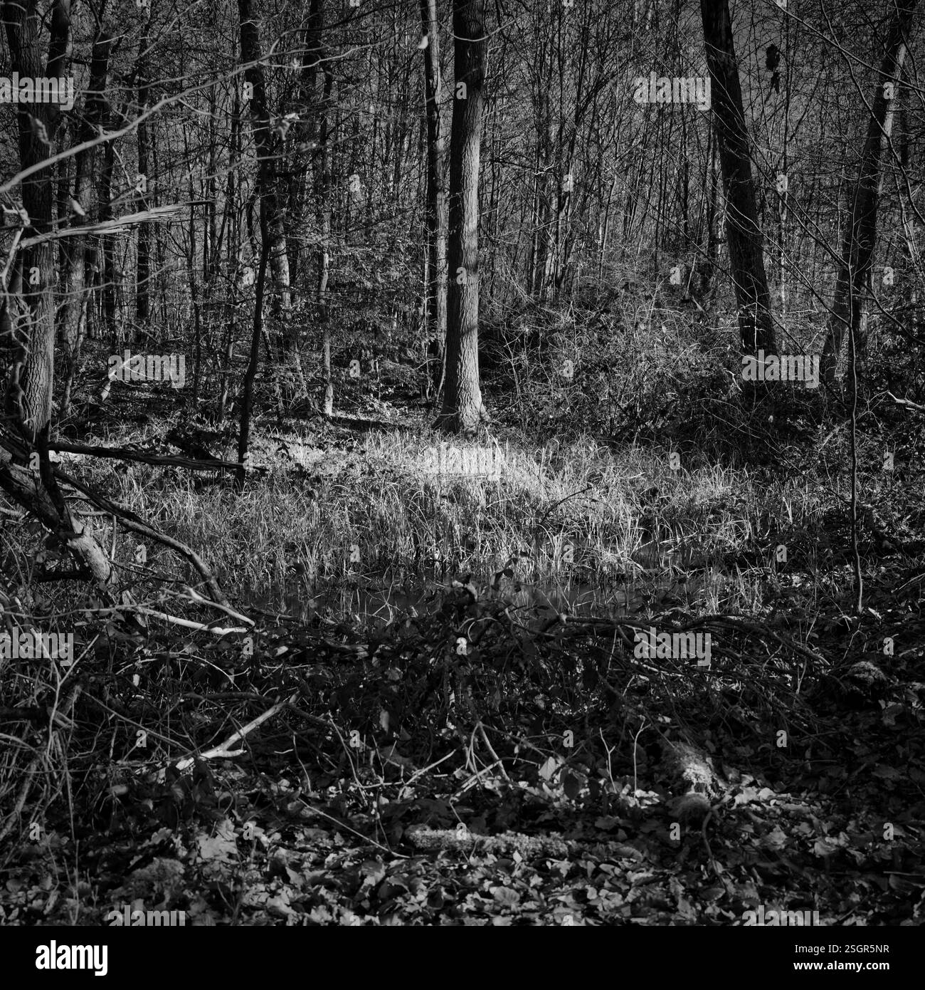 Fine spots Black and White Stock Photos & Images - Alamy