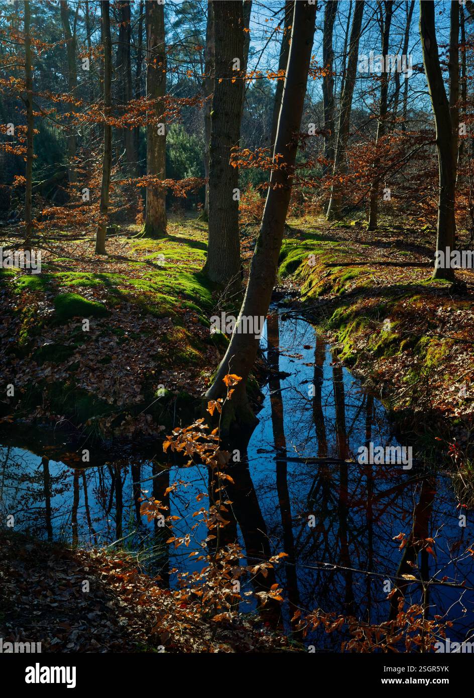 appealing forest scenery with trees at water ditches and moss covered ...