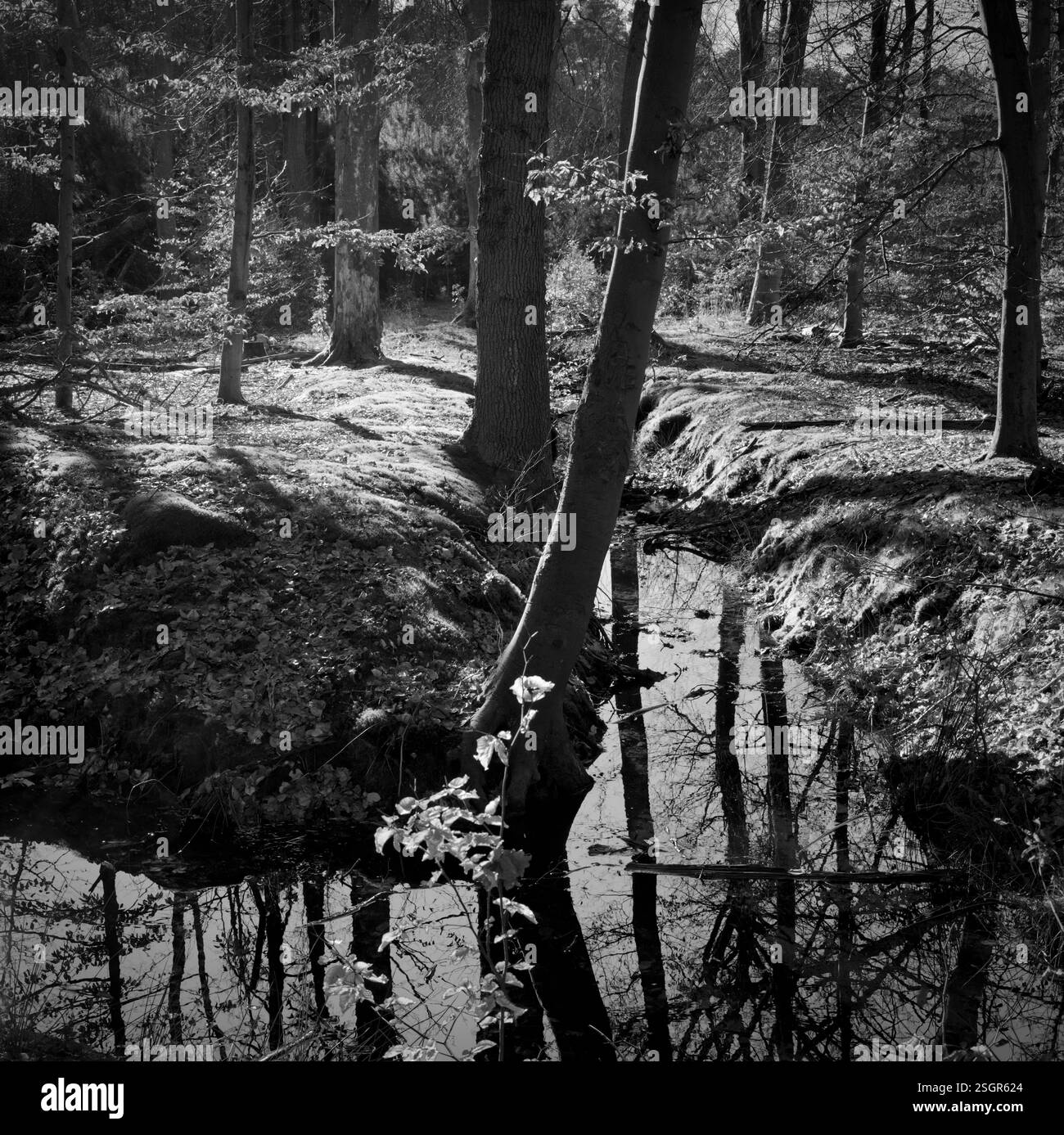 appealing forest scenery with water ditches and moss covered ground ...