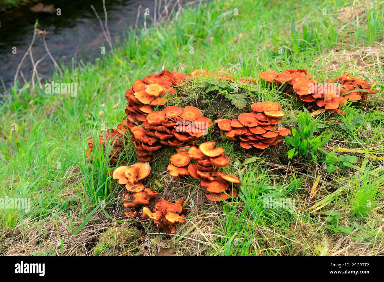 Fungi on old tree stump, Llanishen and Lisvane Reservoirs, Cardiff ...