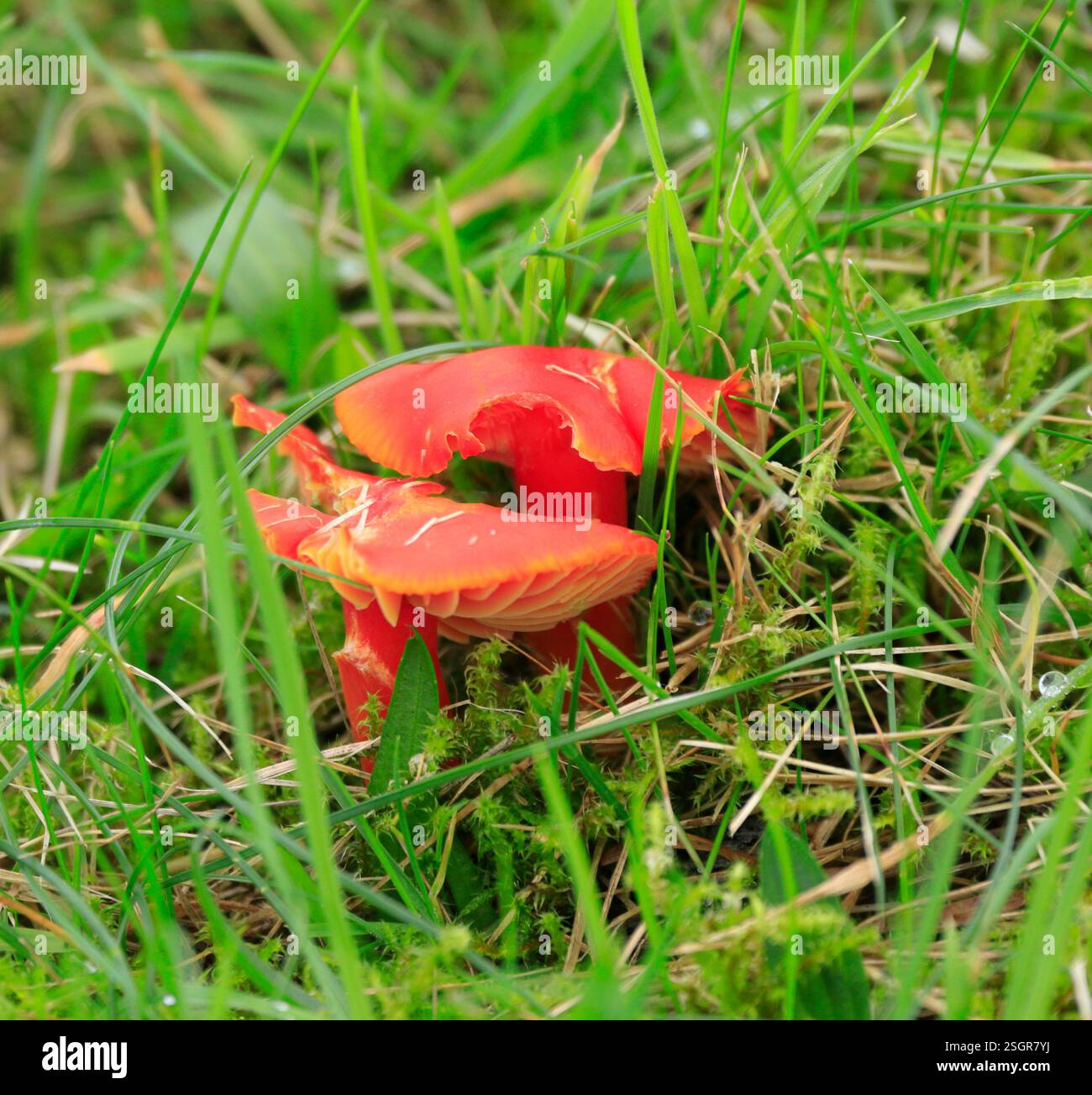 Wax Cap fungi, Llanishen and Lisvane Reservoirs, Cardiff, Wales Stock ...