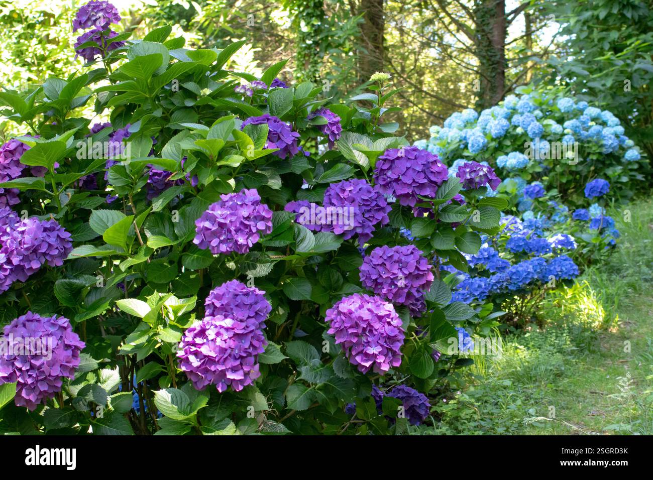 Dark purple and light blue hydrangea flowering plants. Hortensia ...