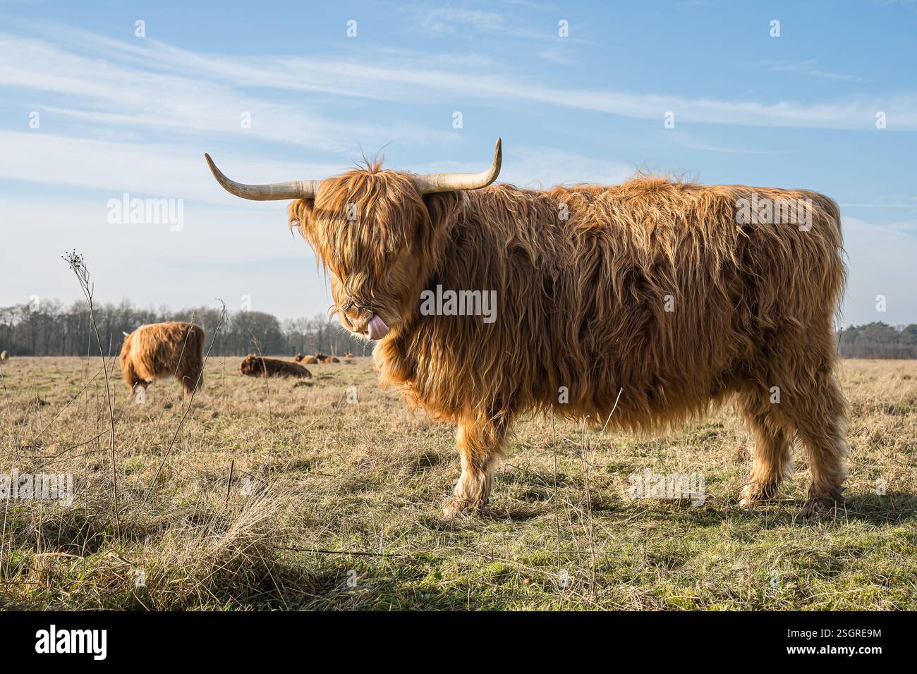 GASTEREN - Scottish Highlander cow on a sunny winter day. These cattle ...