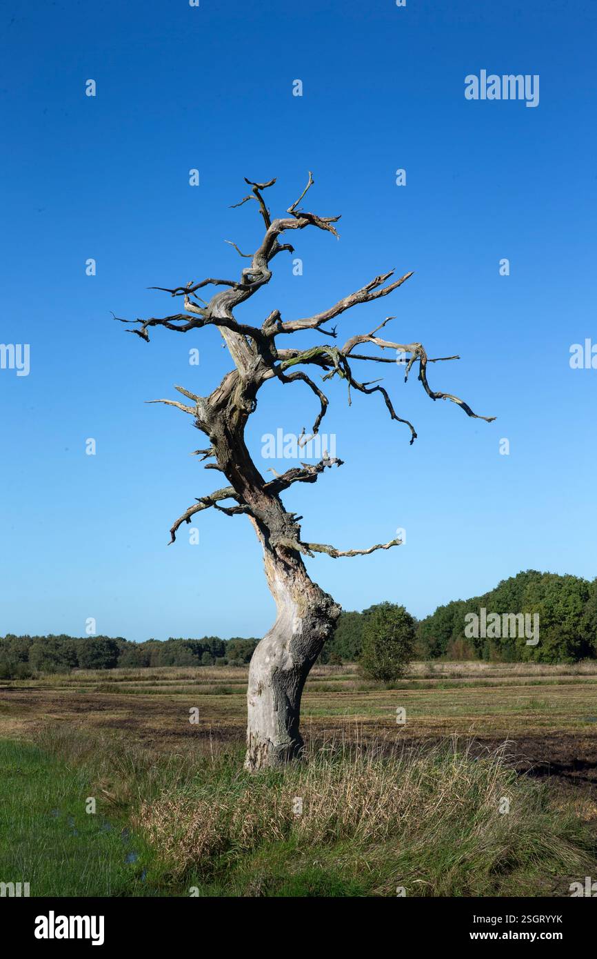 Dead tree in reserve at Balloerveld Aa and Hunze National Park Drenthe ...
