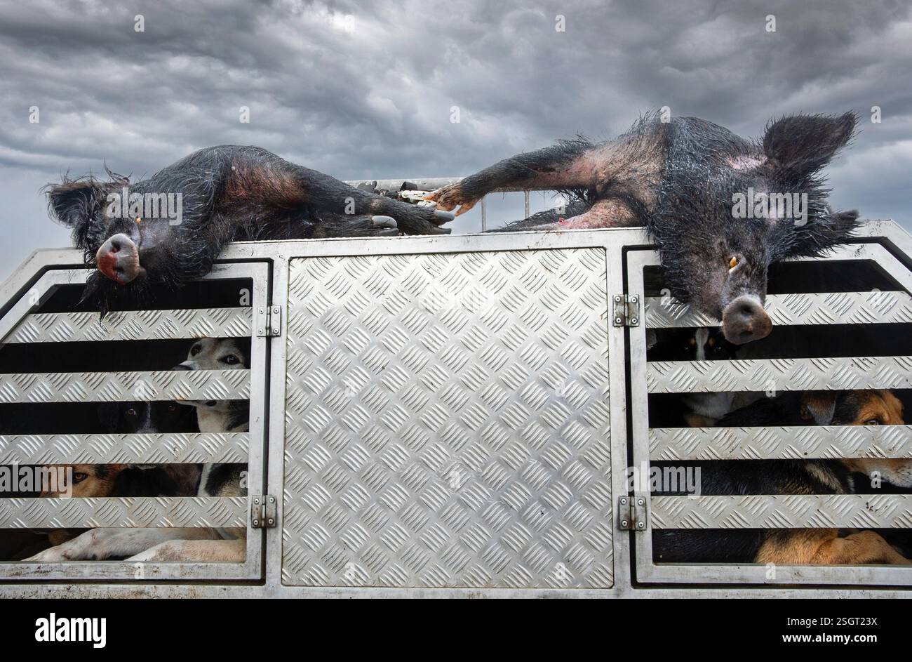Back from the hunt, two dead wild boars strapped upon a pickup truck ...