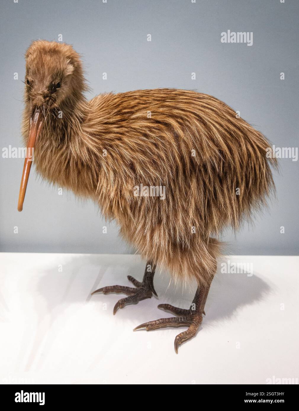 Kiwi bird, feathers Stock Photo - Alamy
