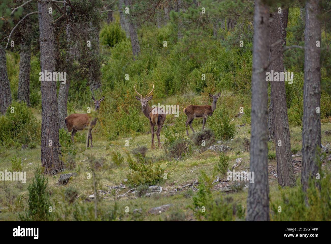 Cervo in natura hi-res stock photography and images - Alamy