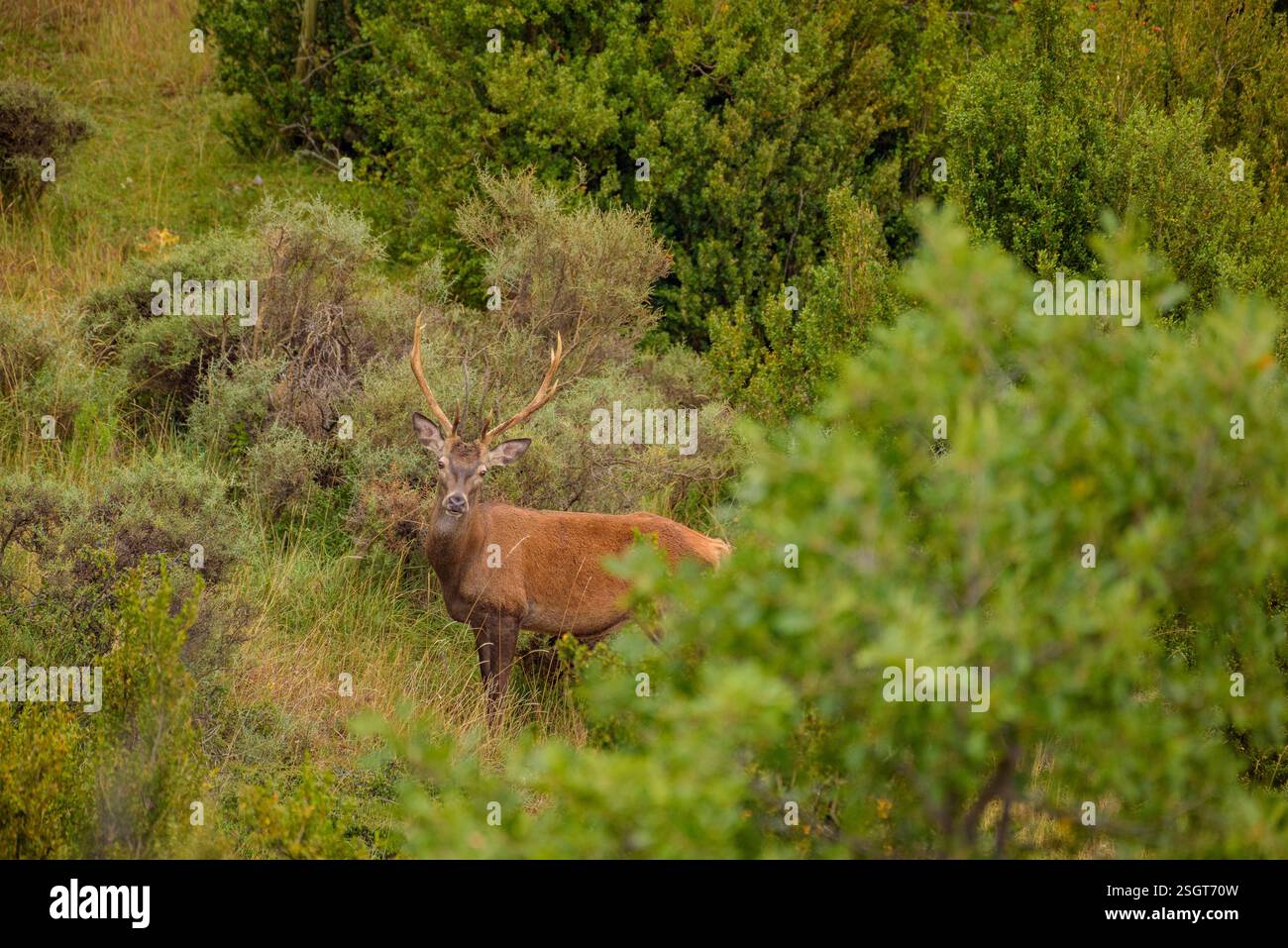 A red deer (Cervus elaphus) during the rut in autumn, in the Cadí ...