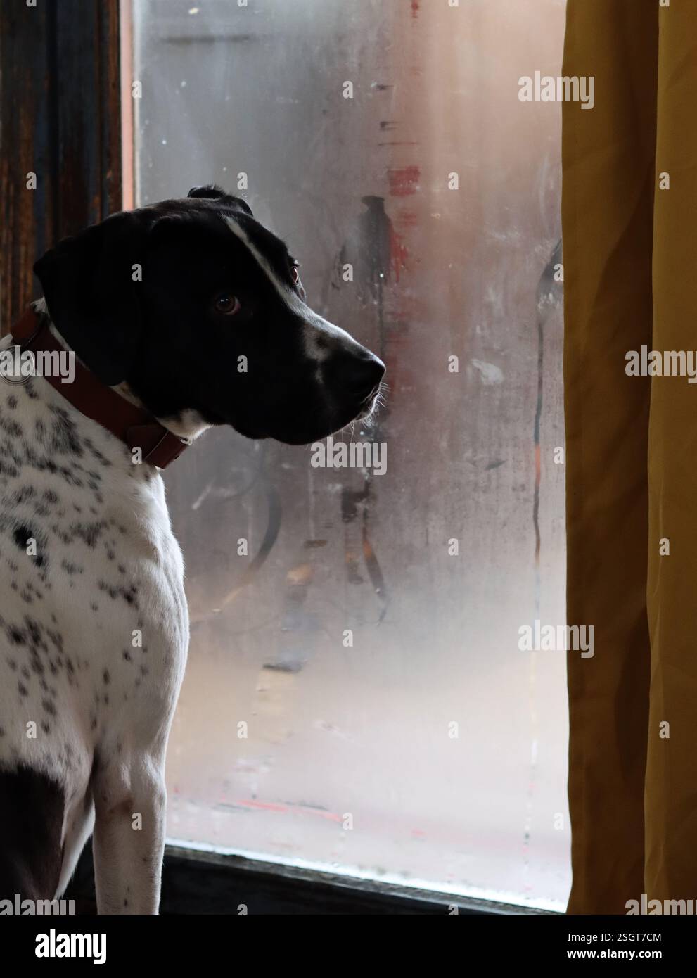 Dog looking out of the window. Waiting for the owner. The concept of ...