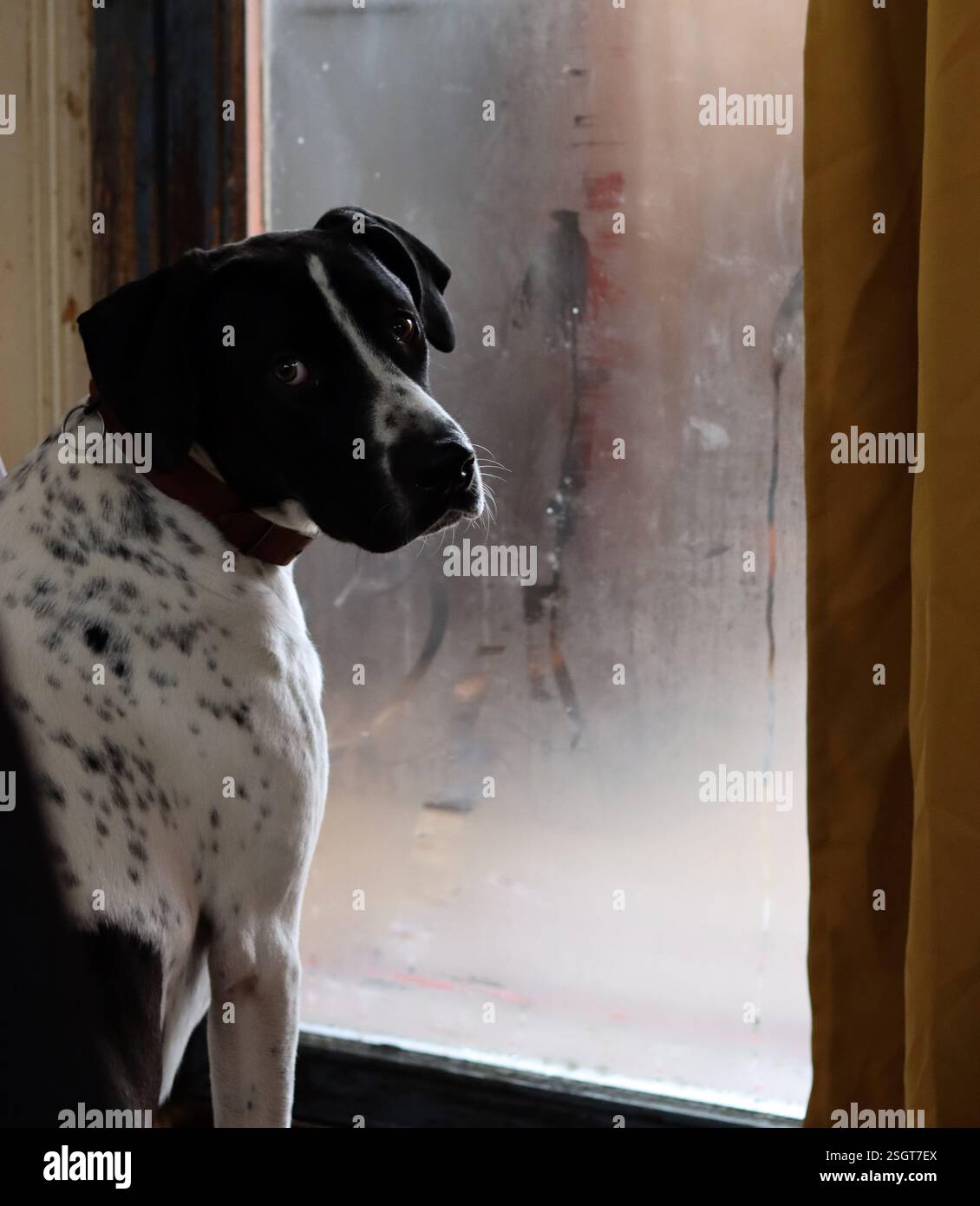 Dog looking out of the window. Waiting for the owner. The concept of ...
