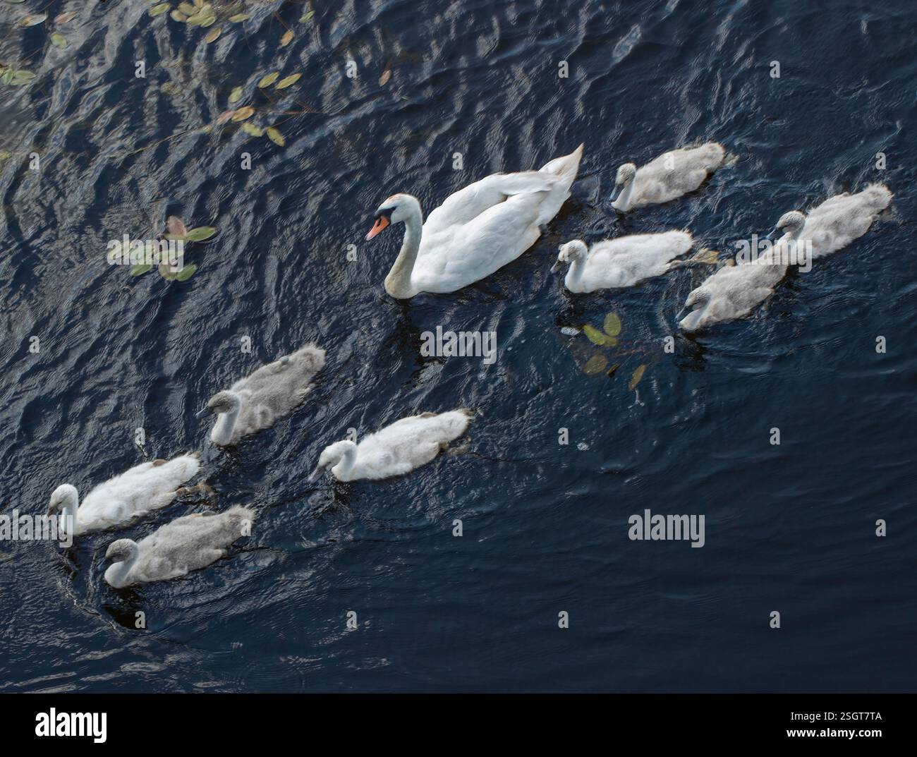 Swans with a lot of chicks swimming in the water. Swan Family Stock ...