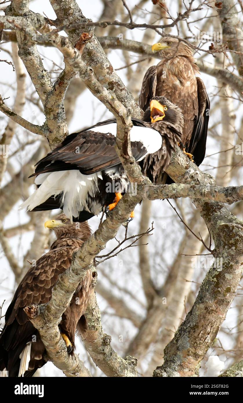 Steller's sea eagle (CENTER, Haliaeetus pelagicus / Pacific sea eagle ...