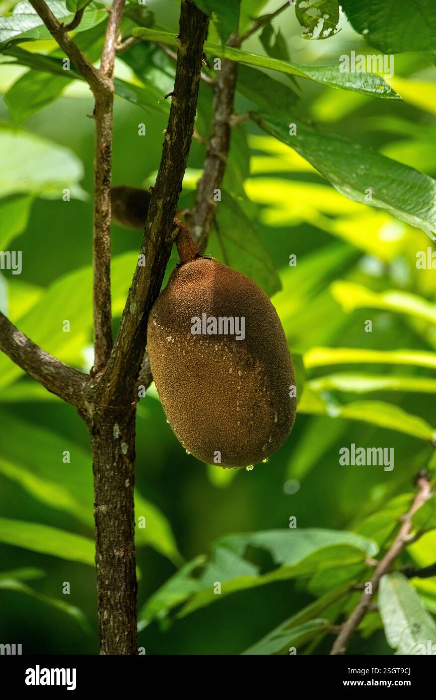 Cupuaçu Fruit on Tree Branch in the Amazon Rainforest Stock Photo - Alamy
