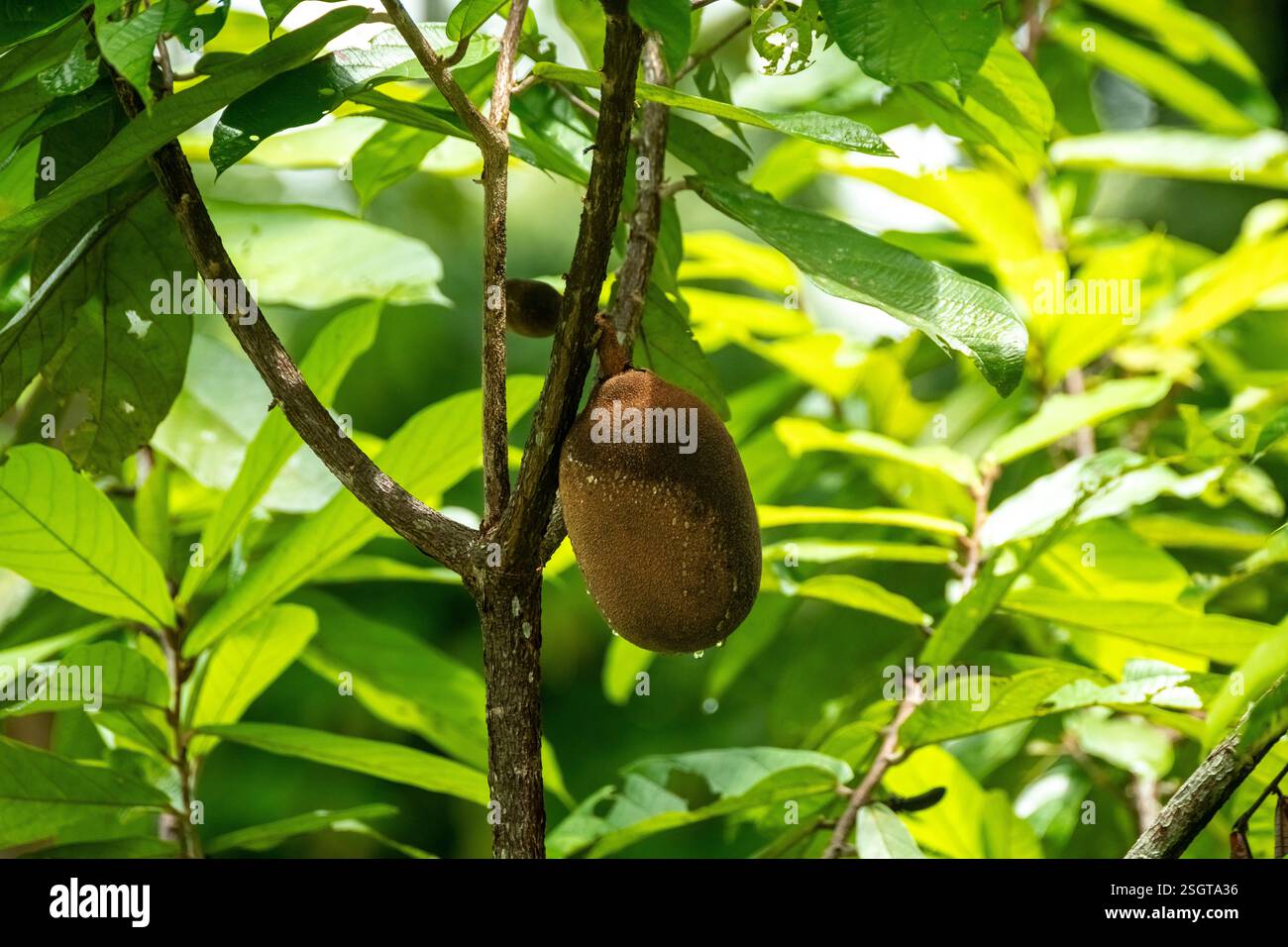 Cupuaçu Fruit on Tree Branch in the Amazon Rainforest Stock Photo - Alamy