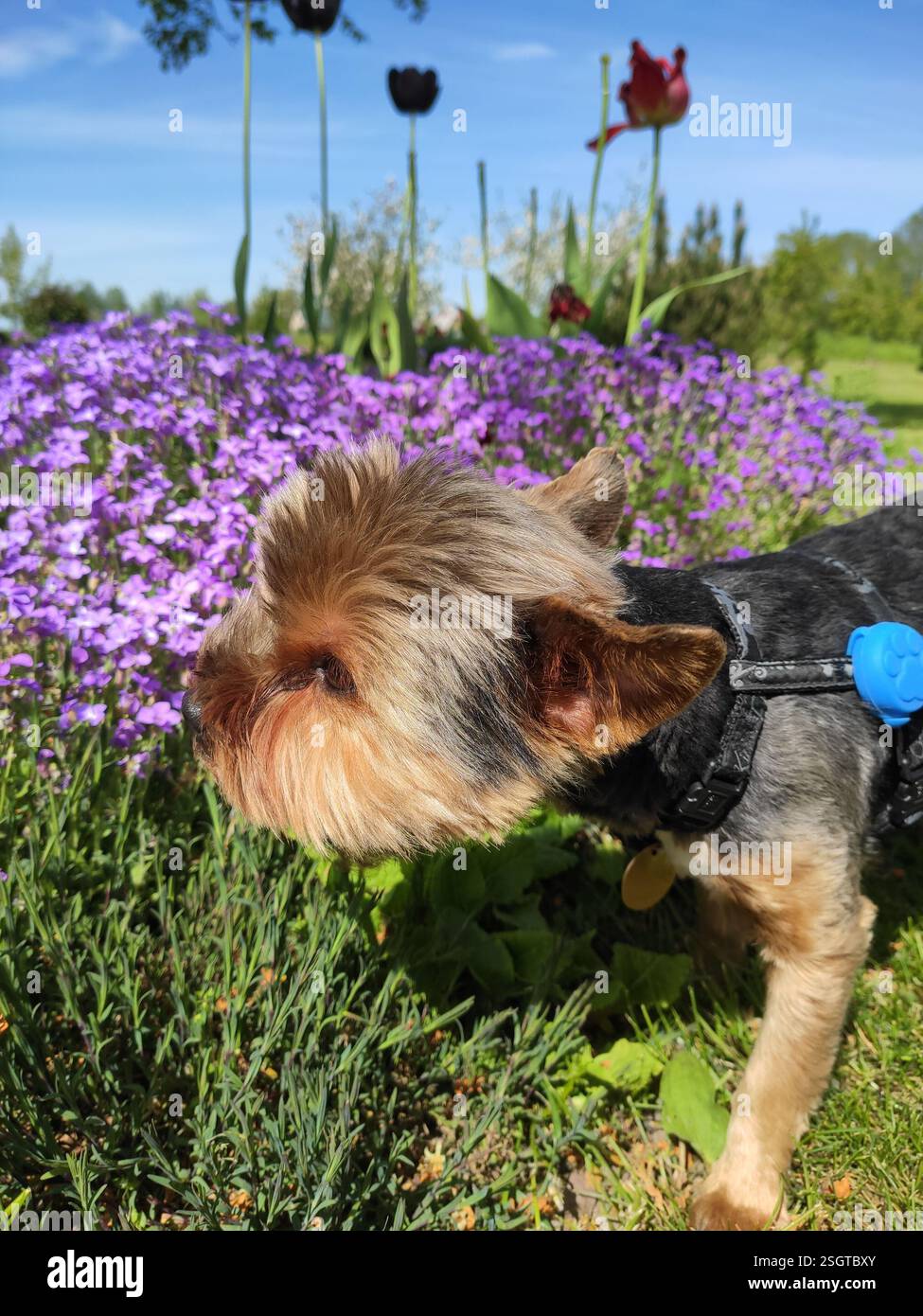 Yorkshire Terrier smelling purple flowers in the spring. Tulips and ...