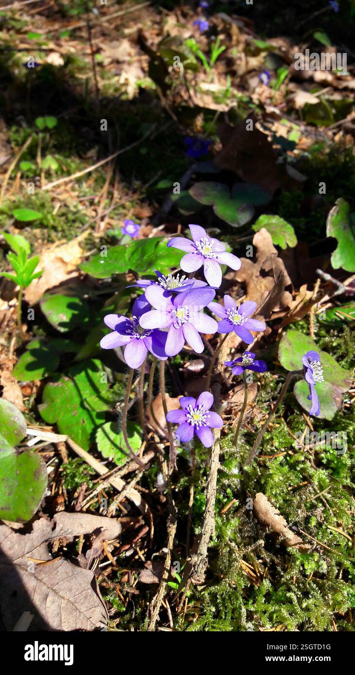 Anemone hepatica (Hepatica nobilis) blooming on a sunny spring day in a ...