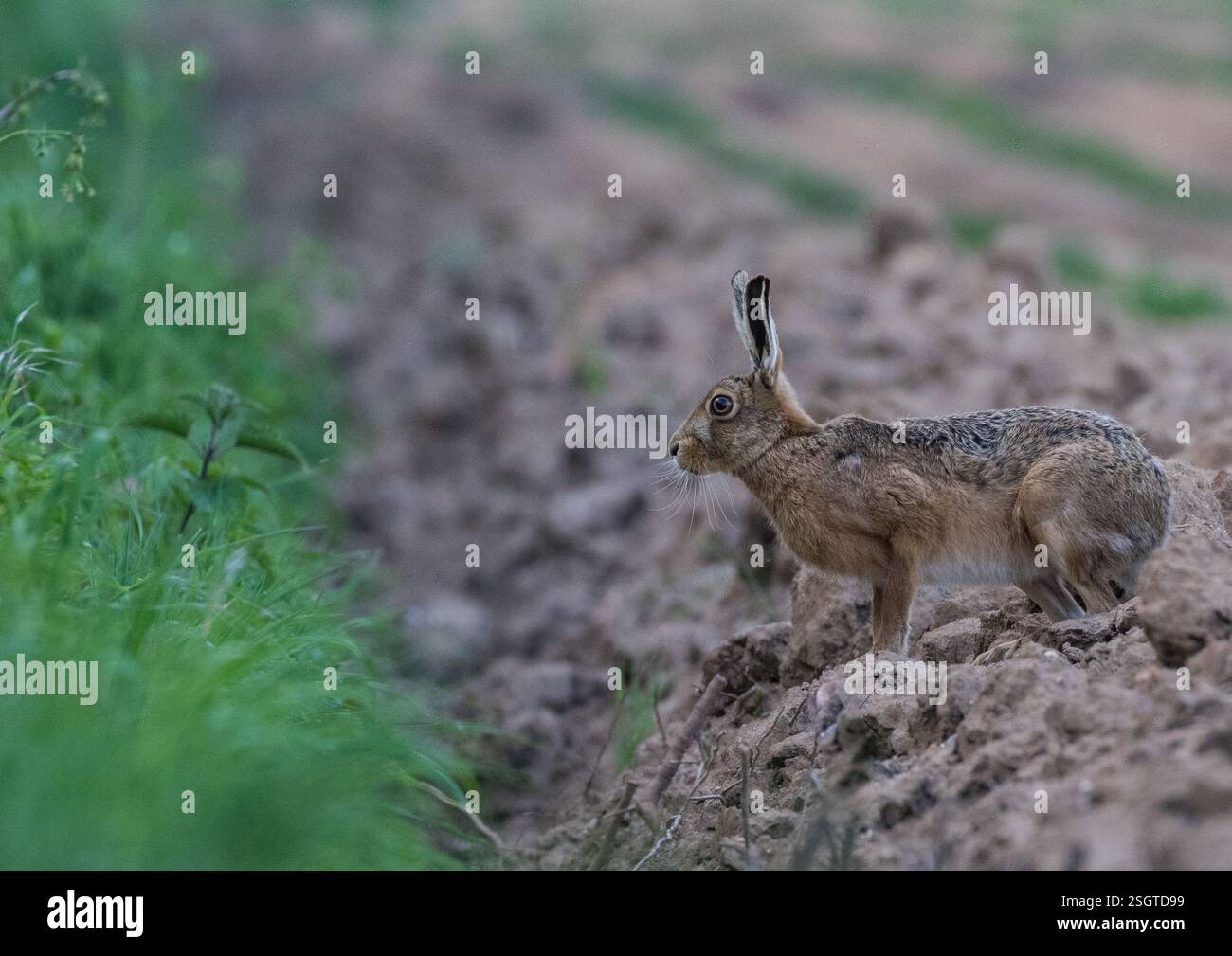 Ready to leap. A Brown Hare ( Lepus europaeus ) about to leap the ditch ...