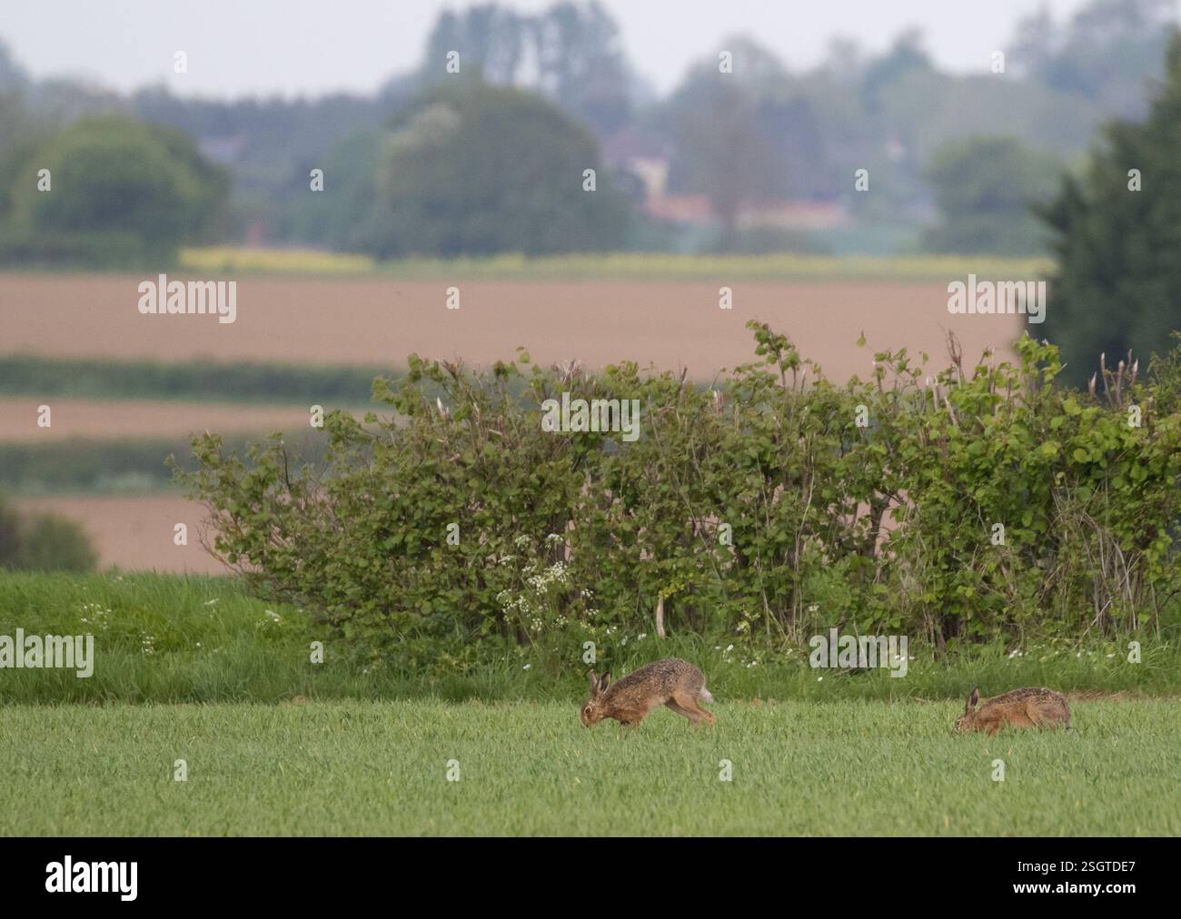 Two beautiful brown hares hi-res stock photography and images - Alamy