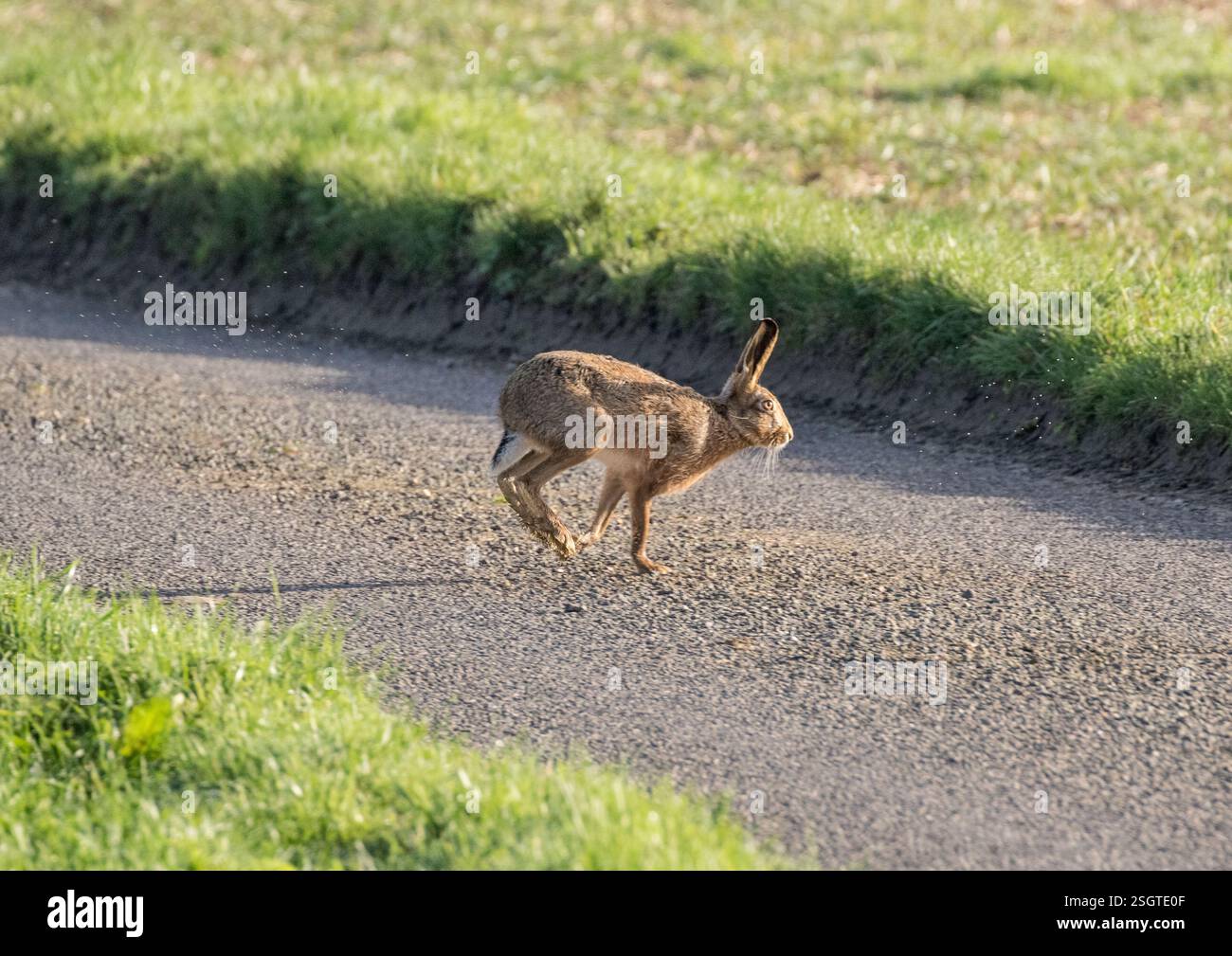 Wildlife on the road,Crossing the road,Brown Hare,Powerful hind legs ...