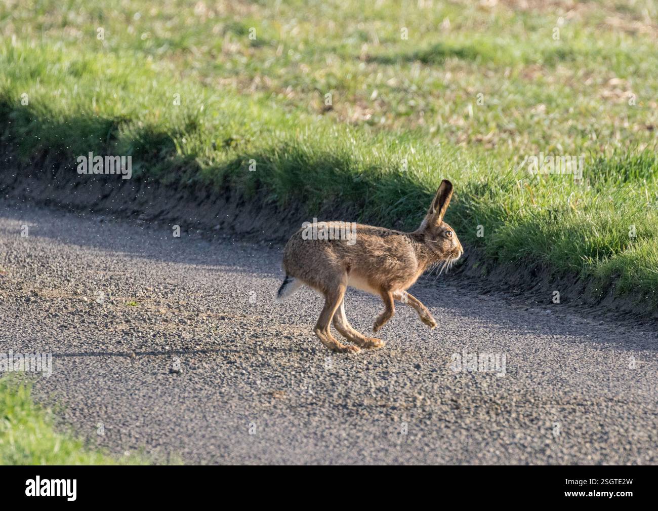 Wildlife on the road,Crossing the road,Brown Hare,Powerful hind legs ...
