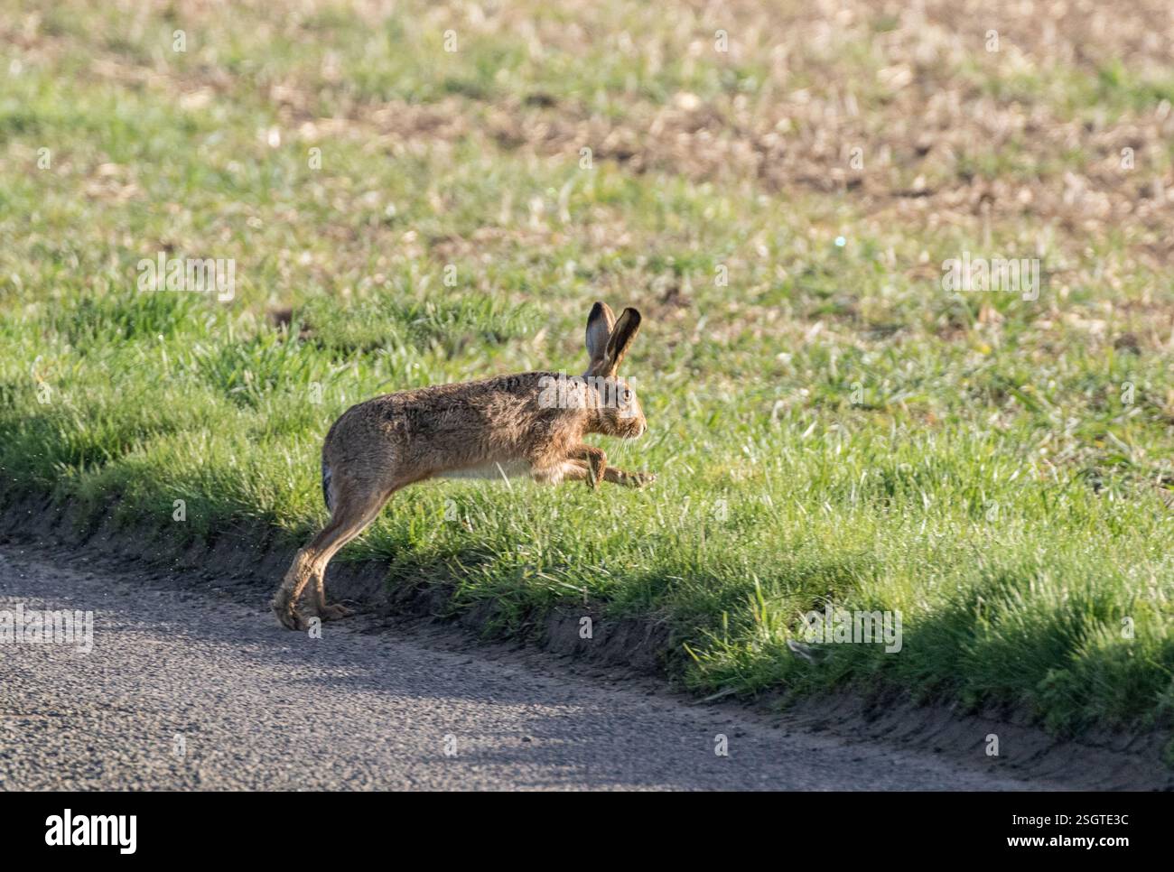 Wildlife on the road,Crossing the road,Brown Hare,Powerful hind legs ...